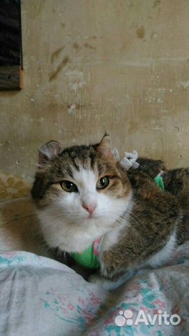 Зайка ждёт семью