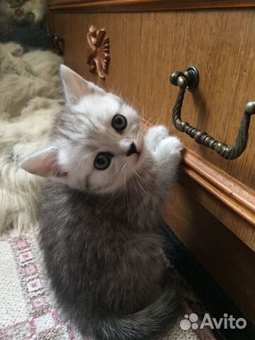 Котик шотландский страйт