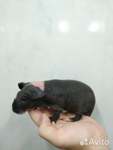 Скинни Морская Свинка