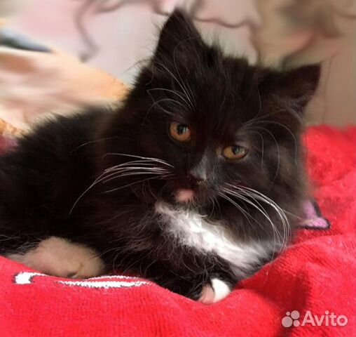 Басик. Котенок с изумительным характером в дар