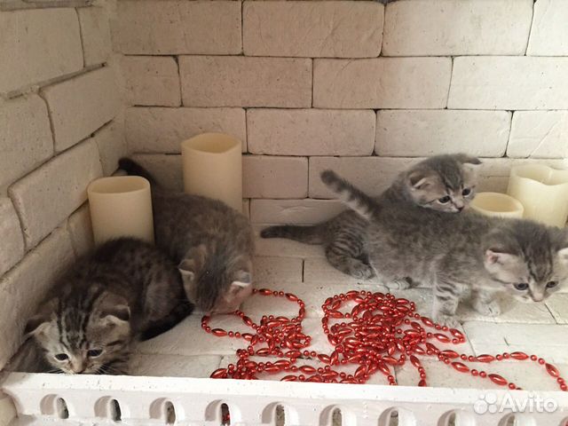 Котята