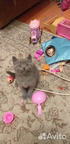 Британский шикарный котеночек
