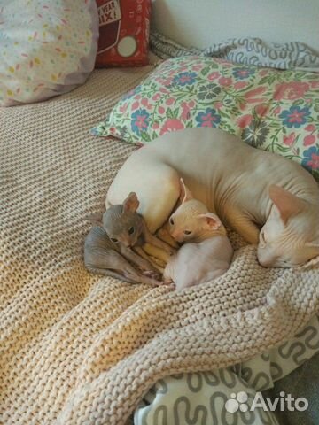 Котята Донского сфинкса