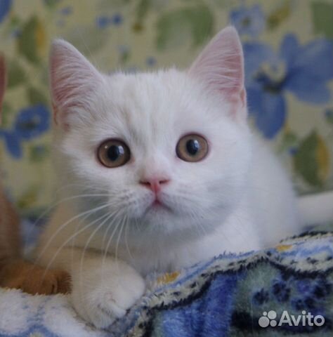 Белые Британские котята