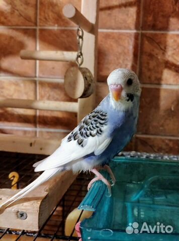 Волнистый попугай, самец