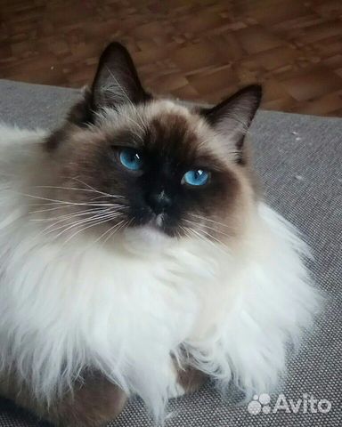 Рэгдолл котик 11 мес