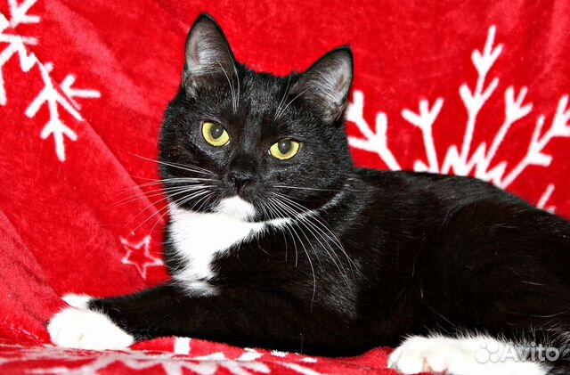 Котенок-подросток Сальма ищет дом