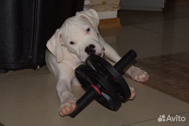 Аргентинский дог