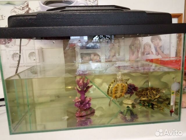 Черепахи+все необходимое