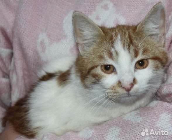 Котик Ищет Дом и Семью