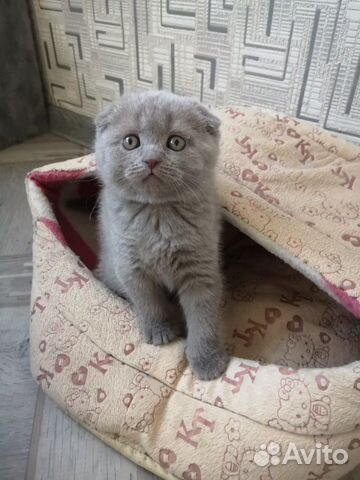 Шотландские котята