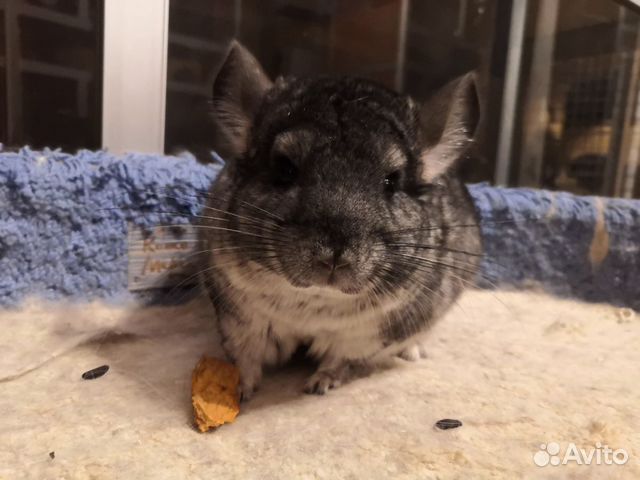 Мальчик шиншилленок 7 месячный