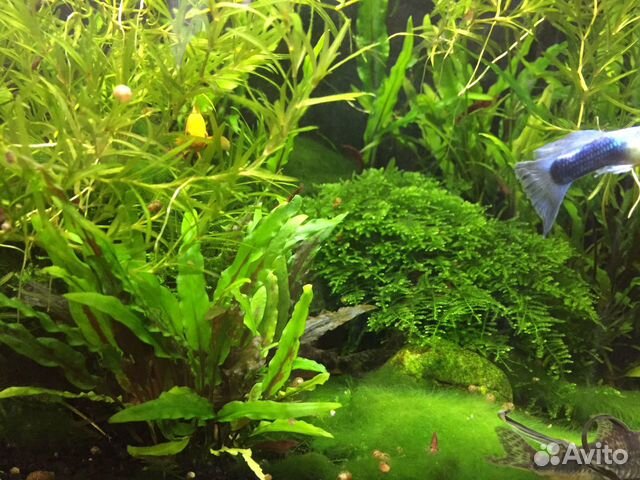 Аквариумные растения, креветки вишни. Прополка