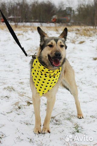 Улыбчивый пёс в дар