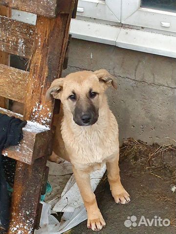 Маруся ищет дом