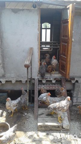 Куры породы билефельдер