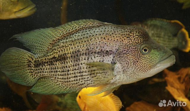 Самец Парахромис дови