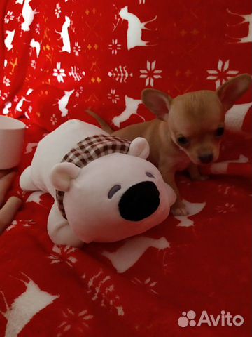 Щенки чихуахуа