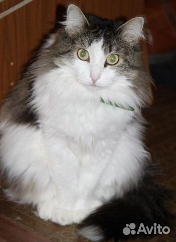 Котик, приносящий удачу, ищет дом