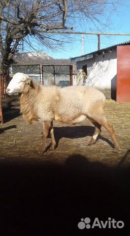 Катумский баран и ягнята на племя