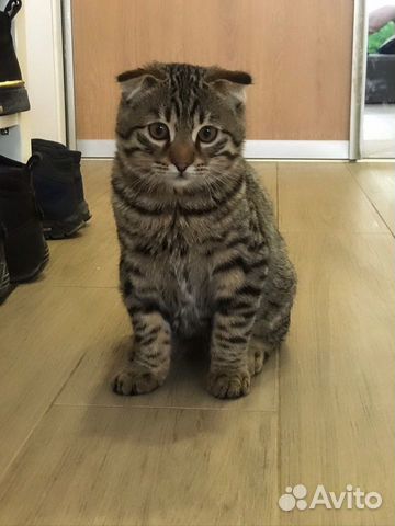 Котик 6 мес Бенгал+Веслоухий