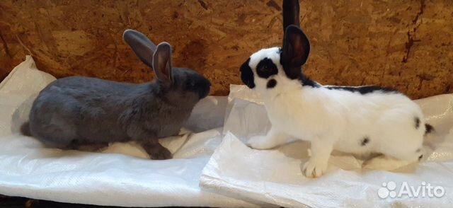 Кроли Строкач