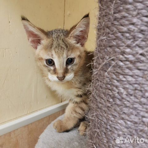Кошка Чаузи ф1