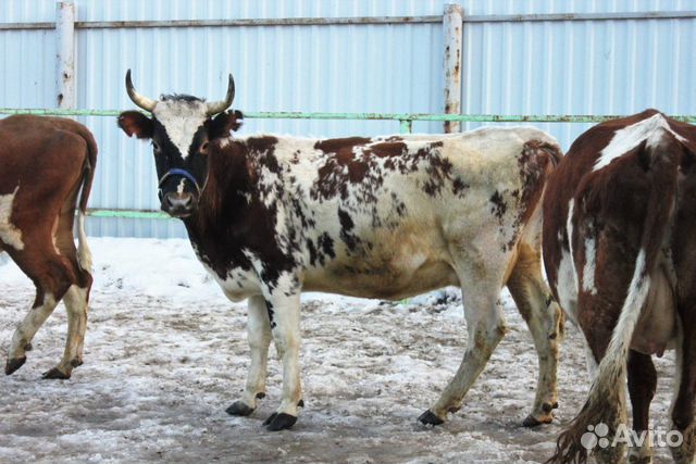 Корова Айширской породы