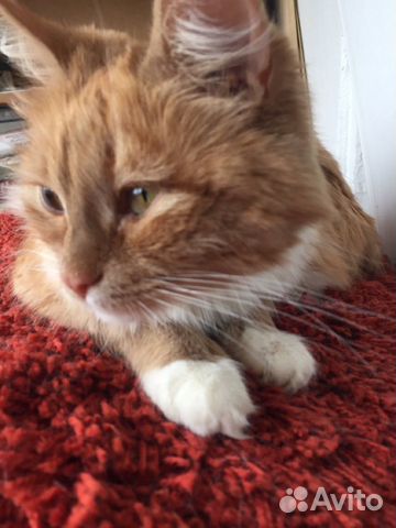 Кошка Рыжуля