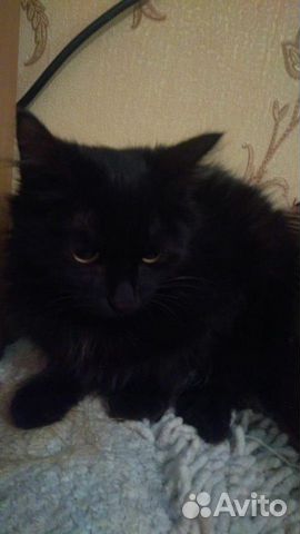 Кошка в добрые руки