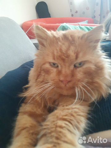 Красно-рыжий кот Лёва