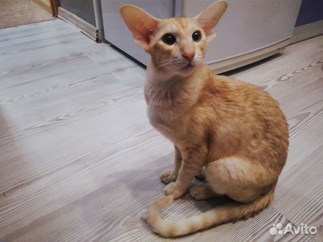 Ориентальная девочка на вязку