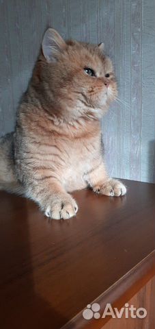 Яркий золотой медведь