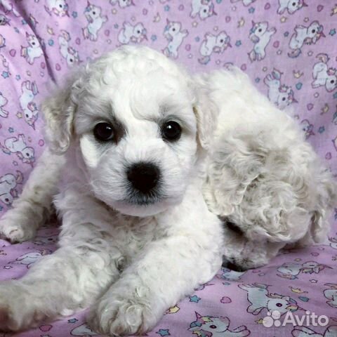 Бишонфризе Щенки FCI