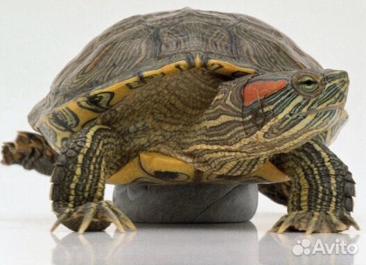 Красноухая черепаха