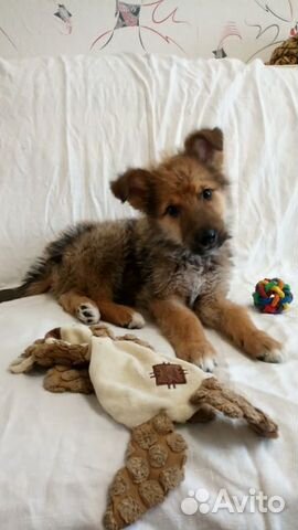 Пушистый щенок (мальчик, 2 месяца) в дар