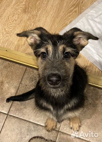 Щенок Чарли в добрые руки