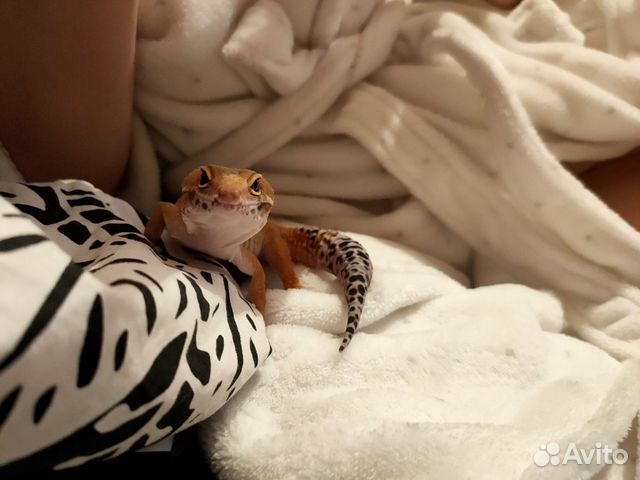 Эублефары на спаривание