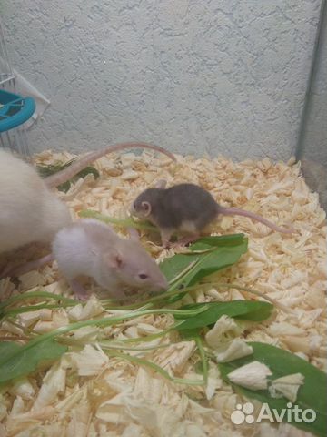 Крысы Дамбо