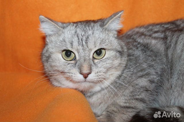 Кошка Прасковья, 1 год