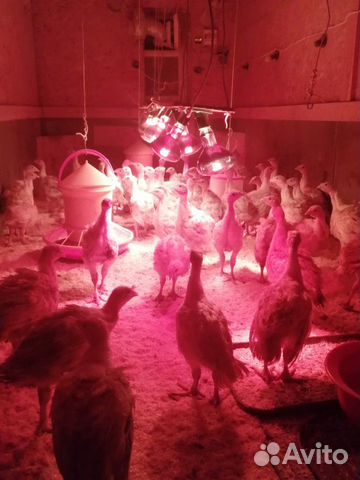 Индюшата Хайбрид Конвертер 2 месяца