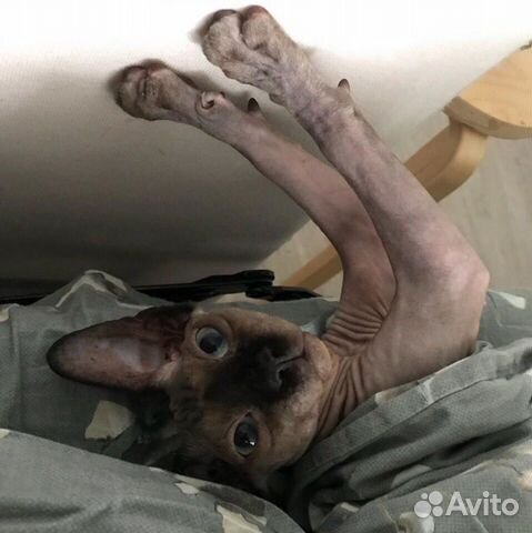 Канадский сфинкс вязка за алиментного котёнка
