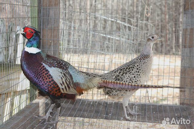 Фазаны петухи и курицы
