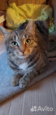 Кошка Маруся 2года стерилизованная, ласковая