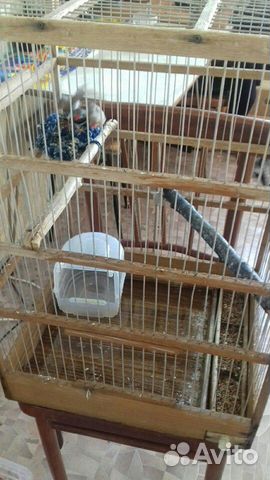 Зебровые Амадины бесплатно