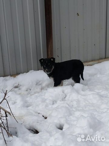 Помесь хаски бесплатно