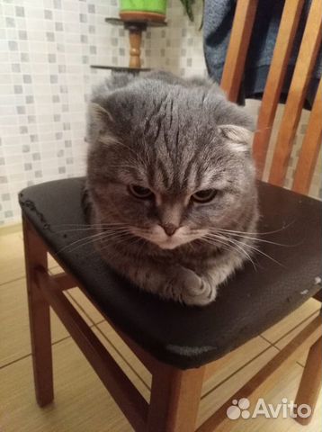 Британец Василий