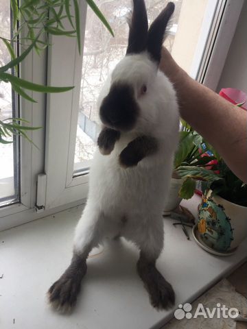 Продам крола