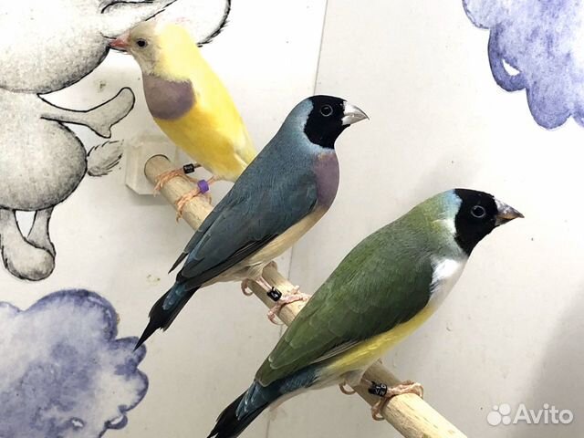 Самочки амадины Гульда