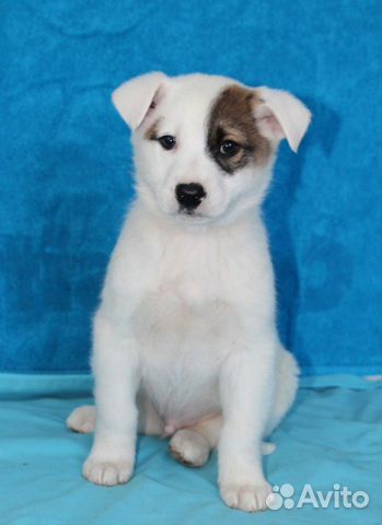 Красивый щенок мальчик